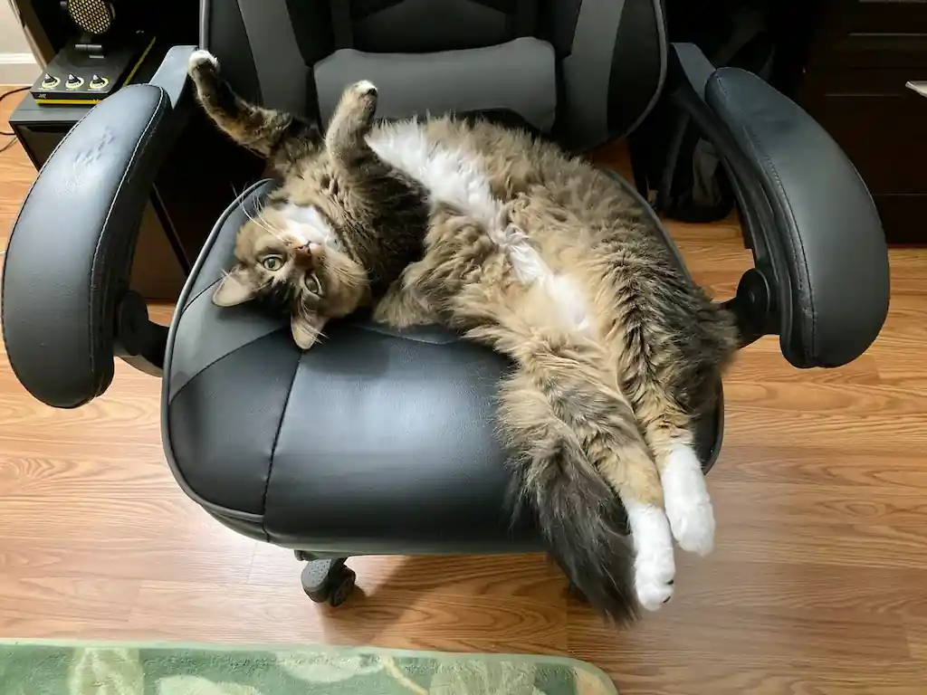 How a Cat Debugged Stable Diffusion - Devel without a Cause